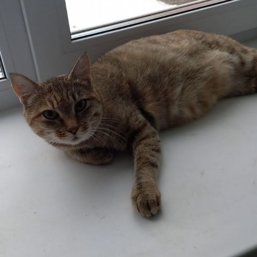 Взрослая, кошка в добрые руки