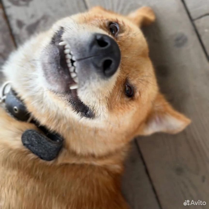 Собака-улыбака