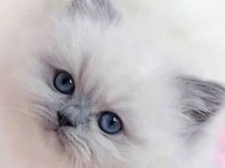 Британские котята, можно сразу на дачу