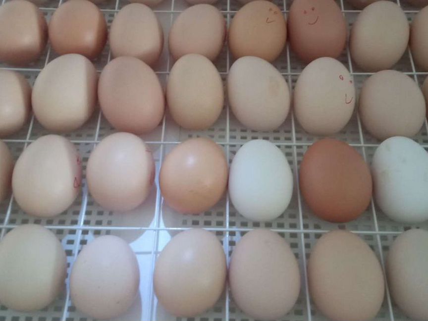 Инкубационное яйцо