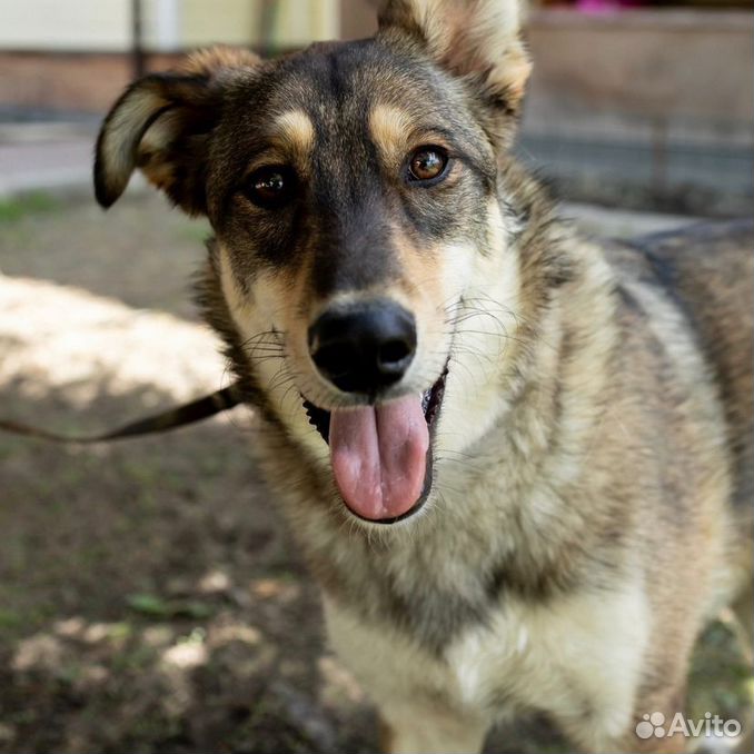 Милый Дружок ищет дом