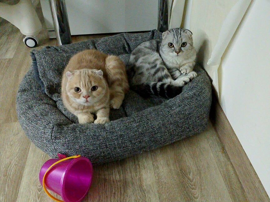 Шотландцы