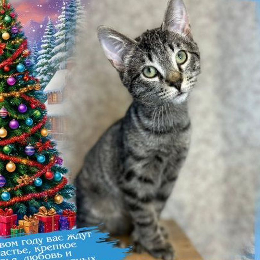 Европейский короткошёрстный котёнок