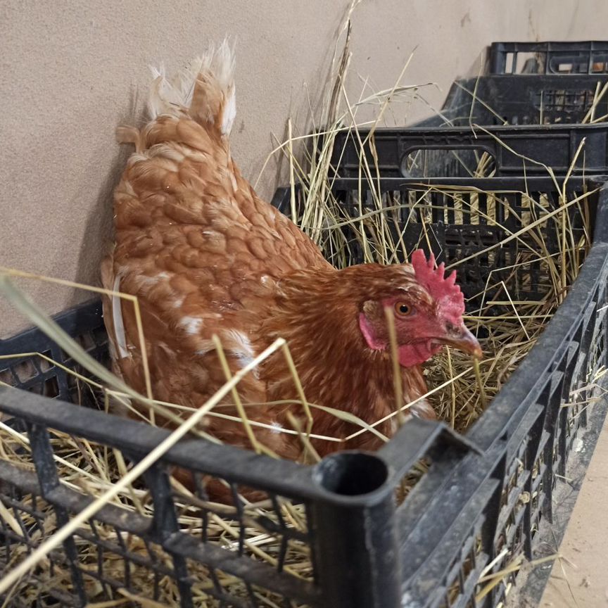 Куры несушки ломан браун