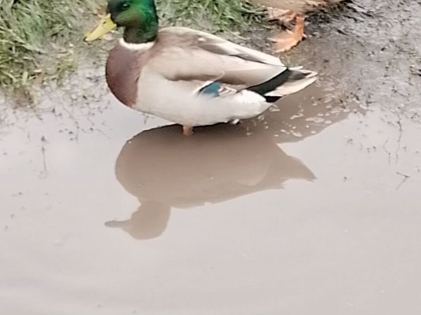 Продажа подсадных уток(Селезнев и уточек)