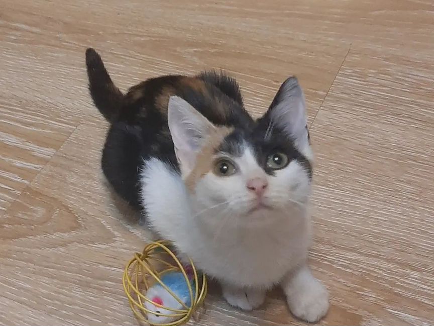 Кошка в дар бесплатно