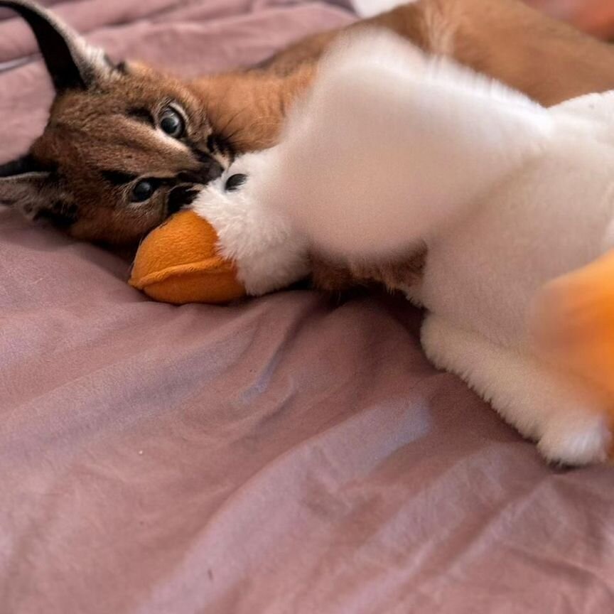 Котенок каракетуська