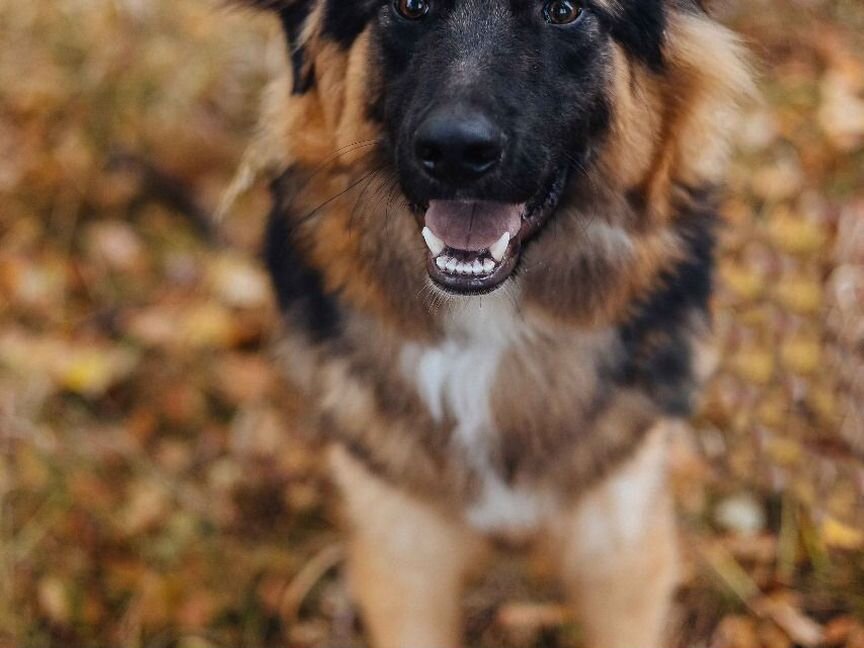 Красавец Шкипер из приюта ищет дом