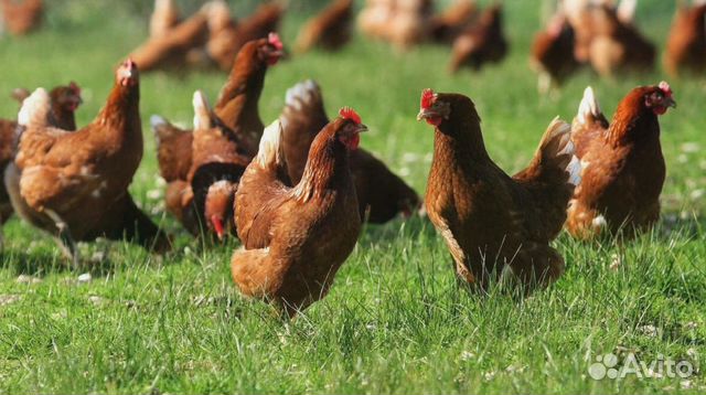 Куры молодки несушки