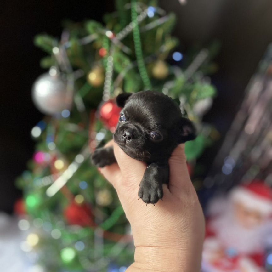 Новый год-время чудес