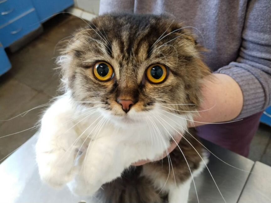 Котику нужна новая семья