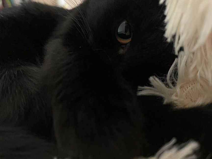 Кошки бесплатно