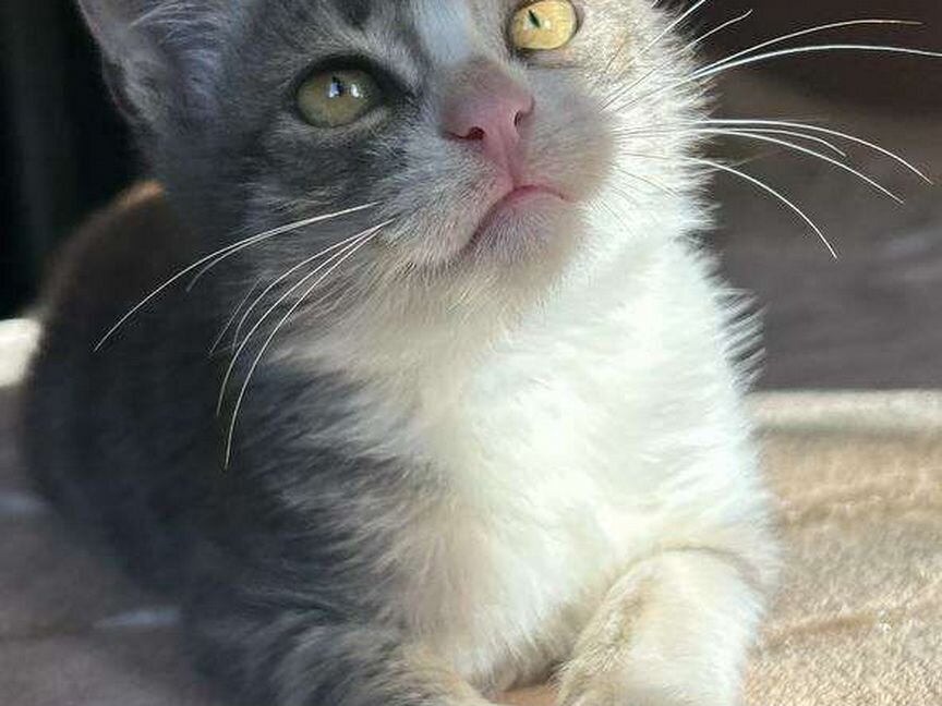 Котёнок в дар бесплатно