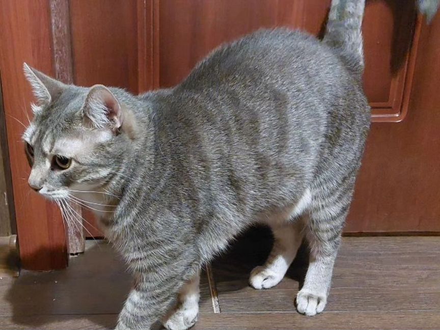 Хозяева отказались от кота