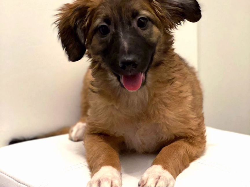 Миленькая девочка ищет Самых Добрых хозяев