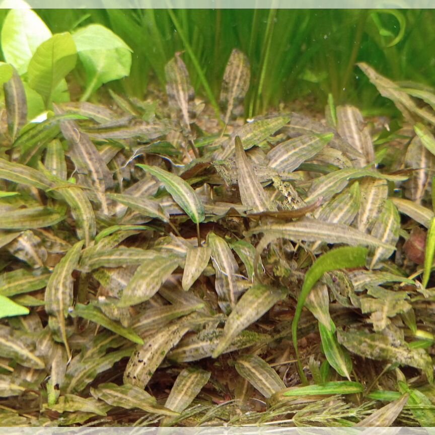 Аквариумное растение криптокорина прополка