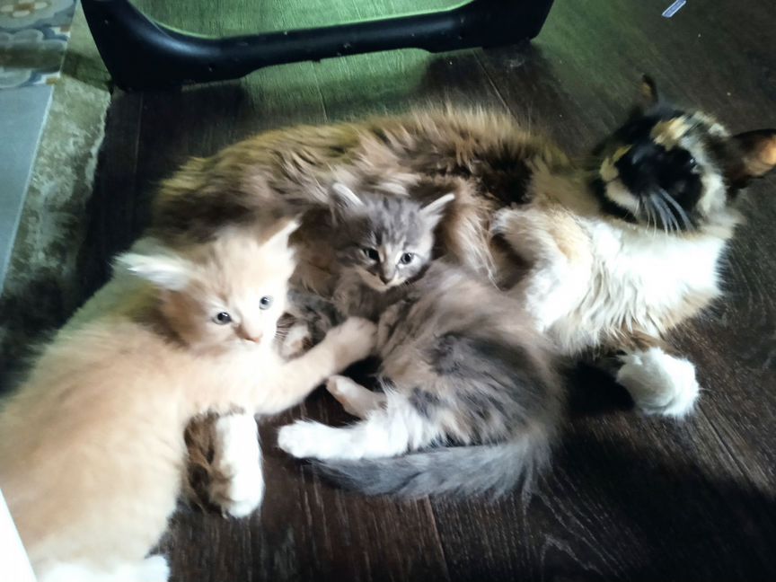 Котята мейн-кун