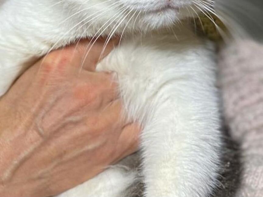 Кошка