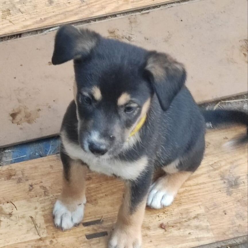 В добрые руки Беслатно