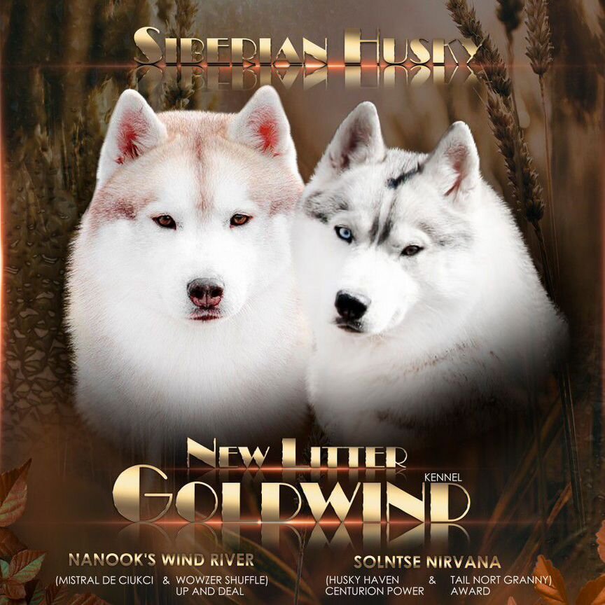 Прекрасные щенки хаски под резерв