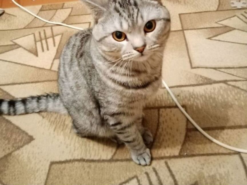 Британская