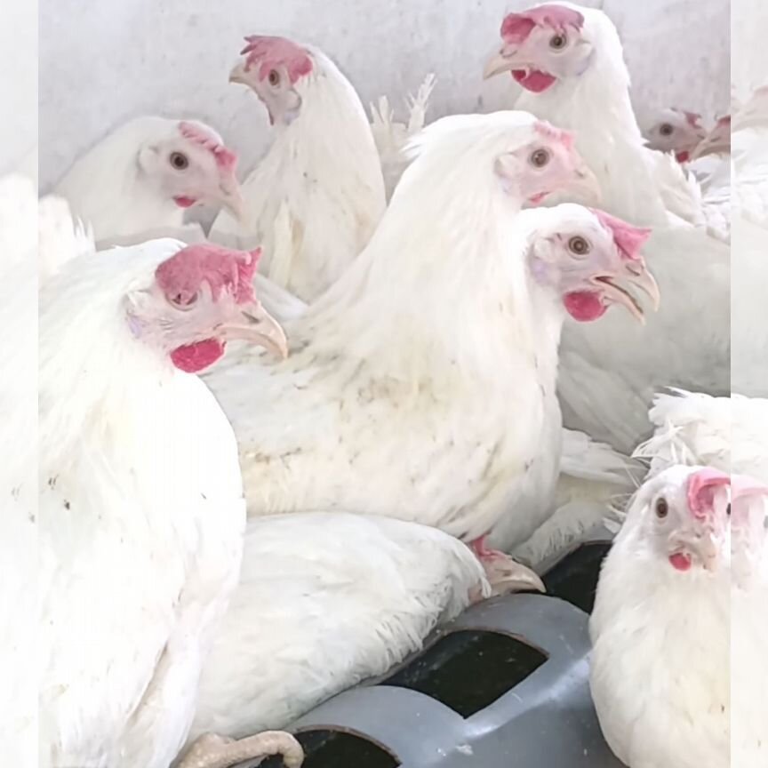 Куры молодки