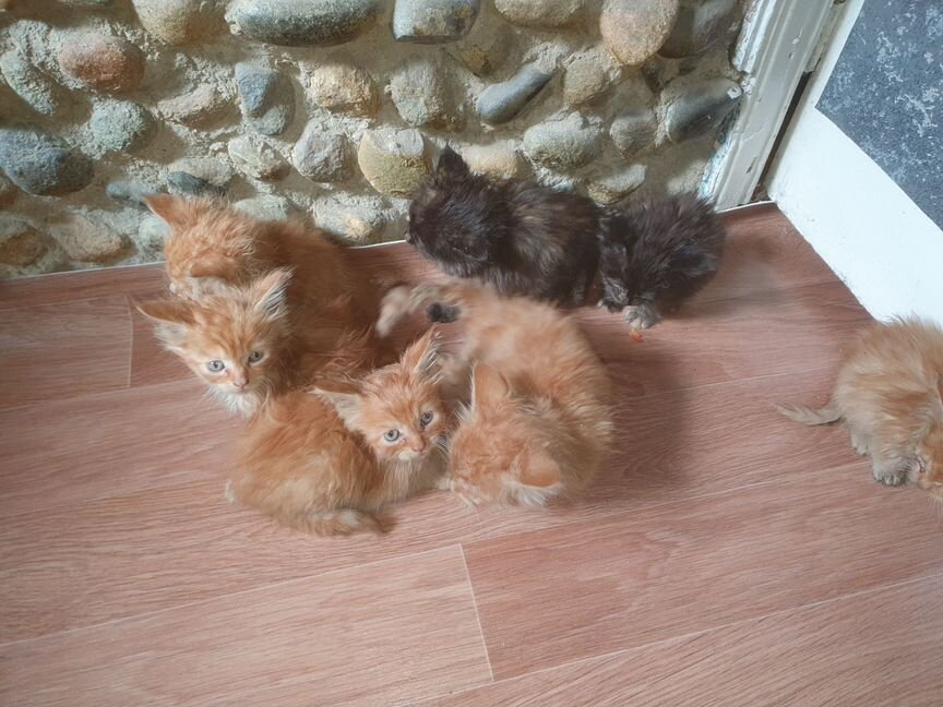Котята мейн-кун