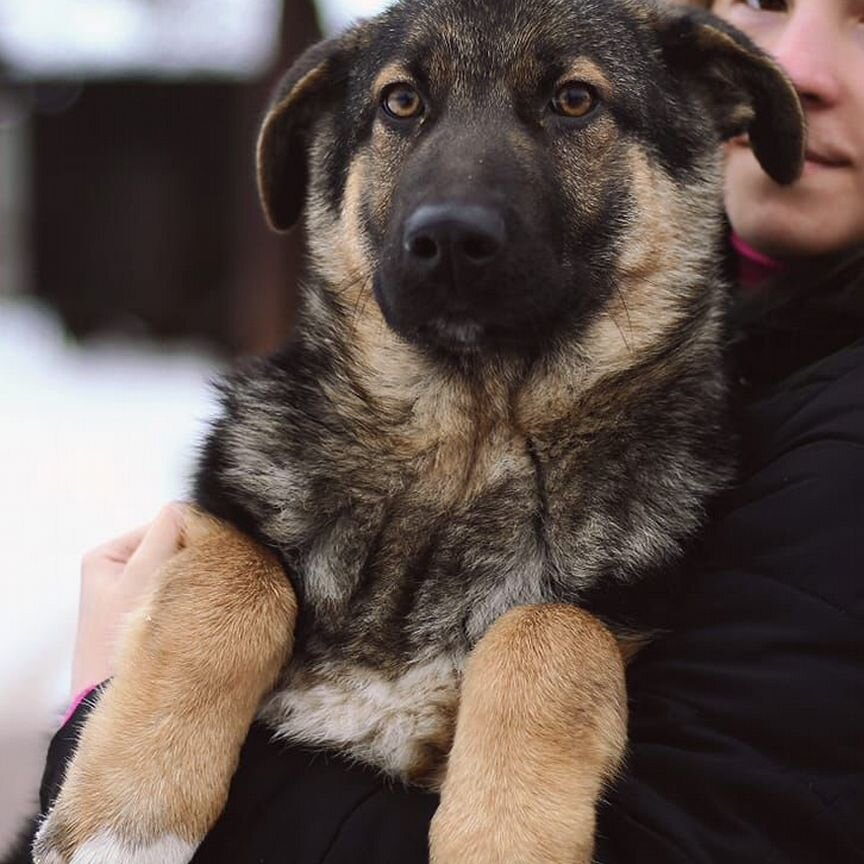 Немецкая овчарка метис