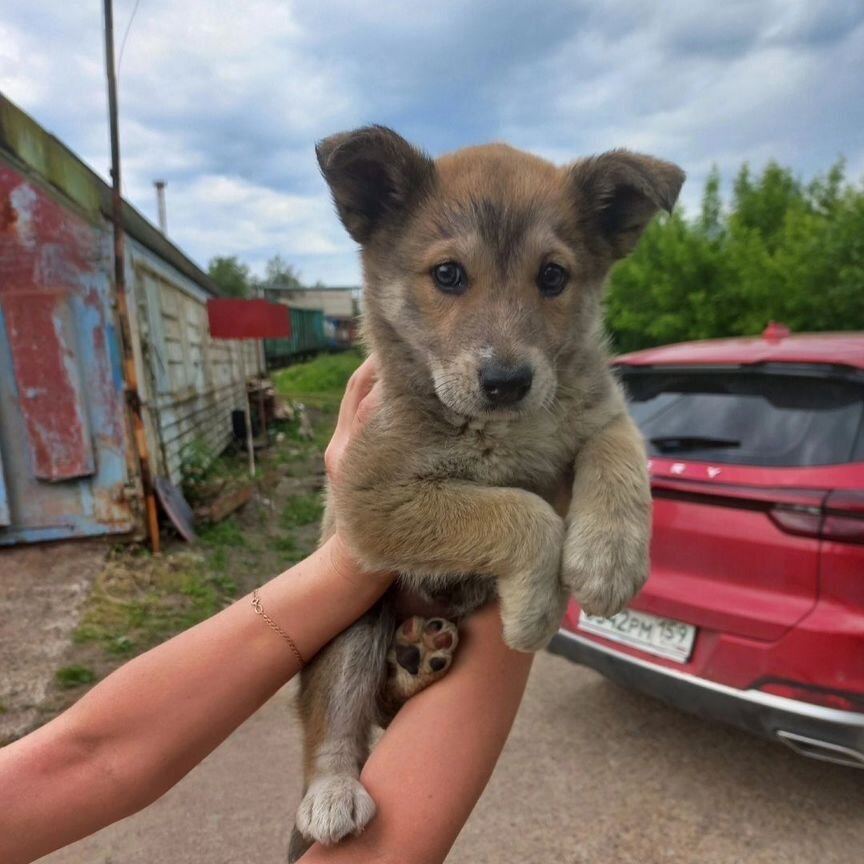 Улыбчивая девчушка