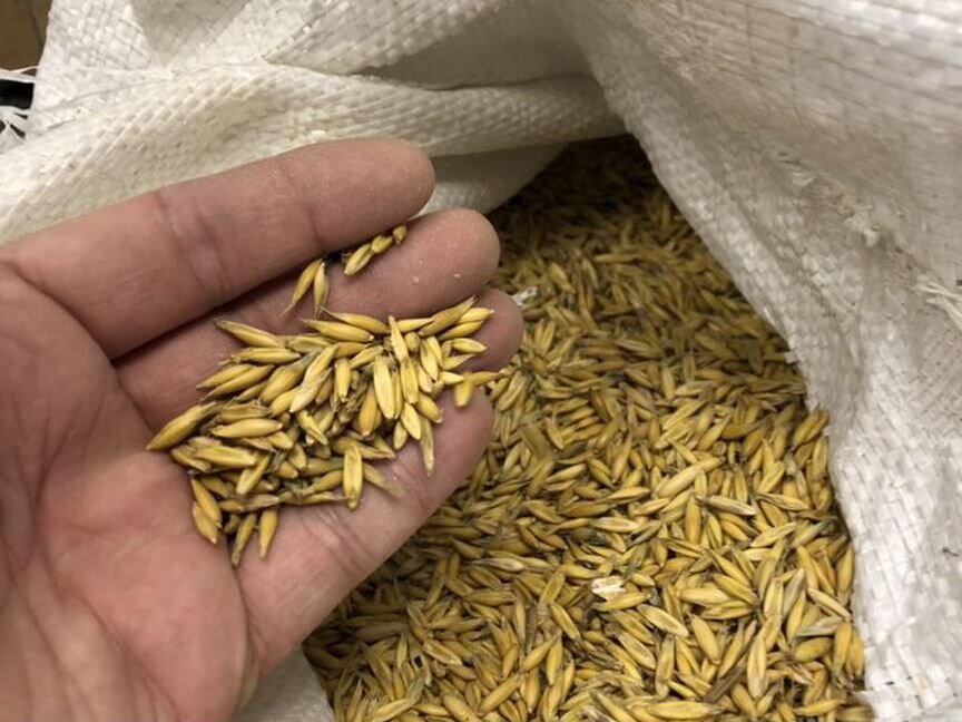 Овёс 1кг 40руб