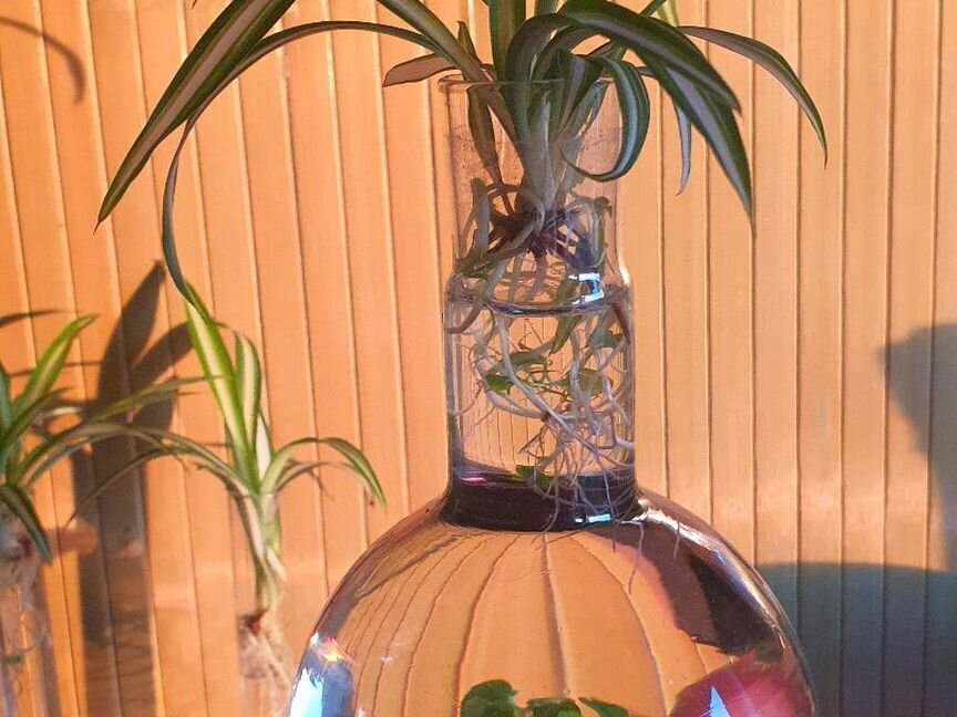 Мини аквариум в колбе