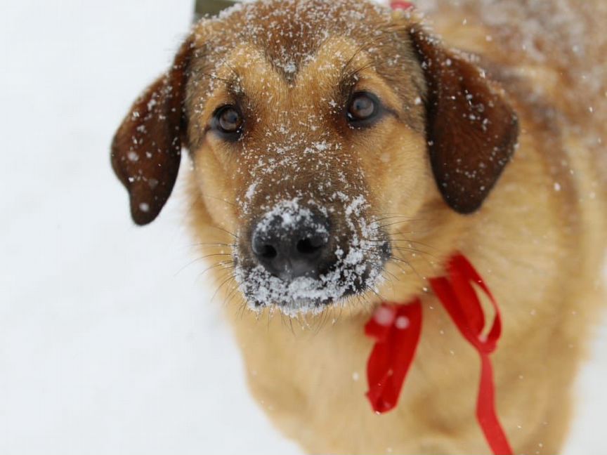 Смурфик - молодой, смешной пес