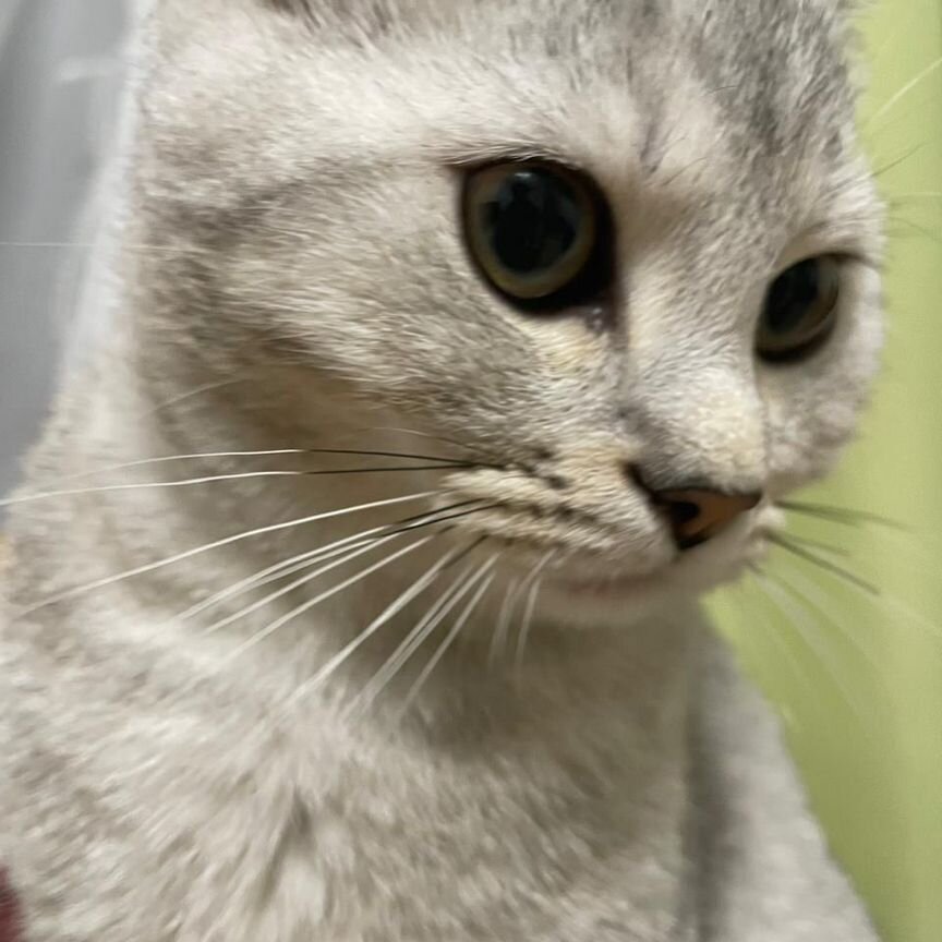 Котик британец