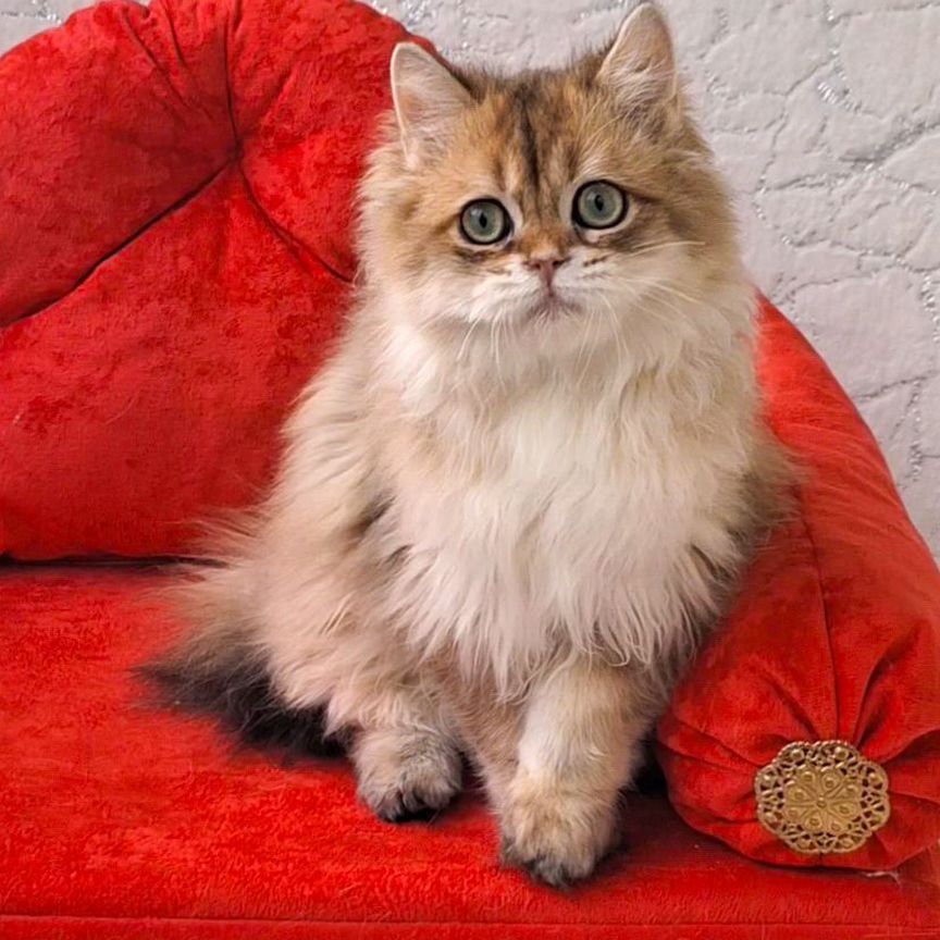 Британский длинношёрстный котёнок