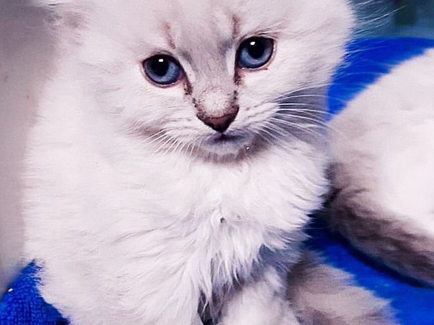 Котята Невская Маскарадная