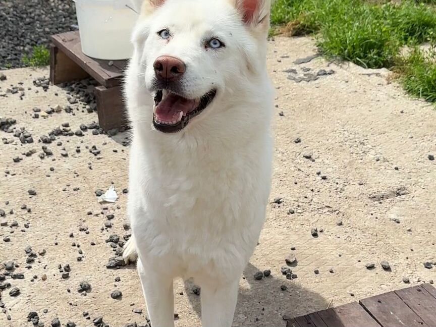 Хаски в дар