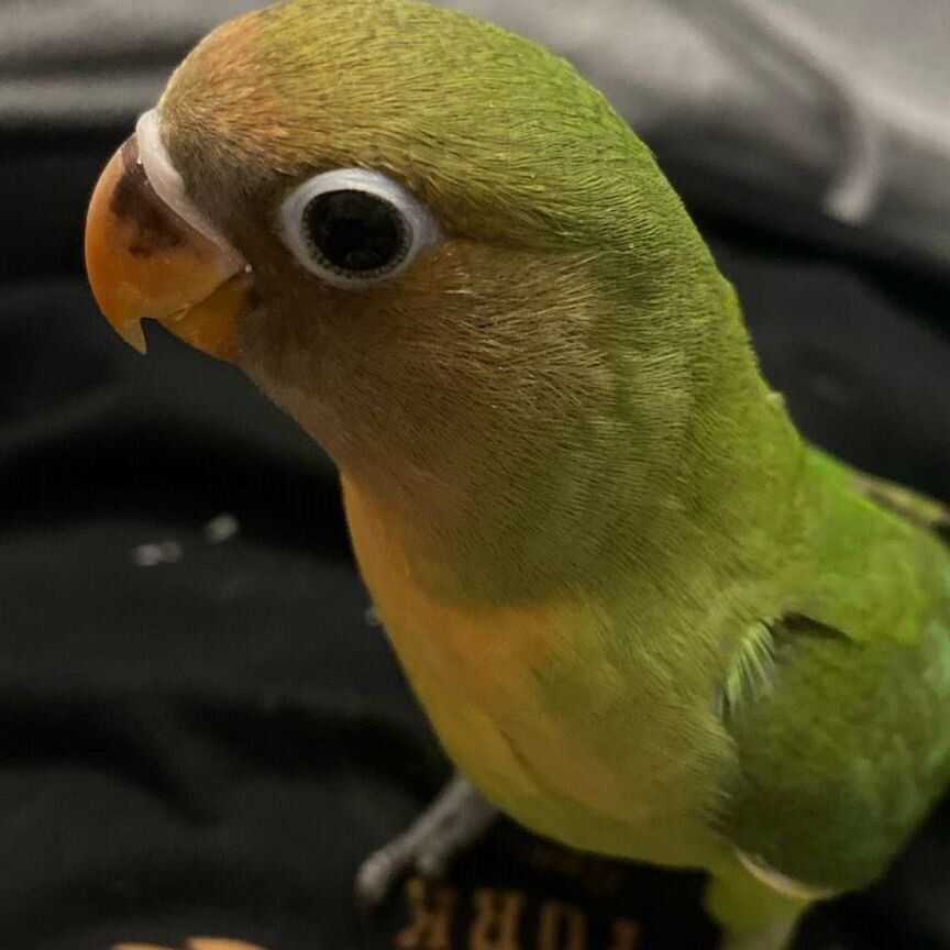 Попугай неразлучник мальчик