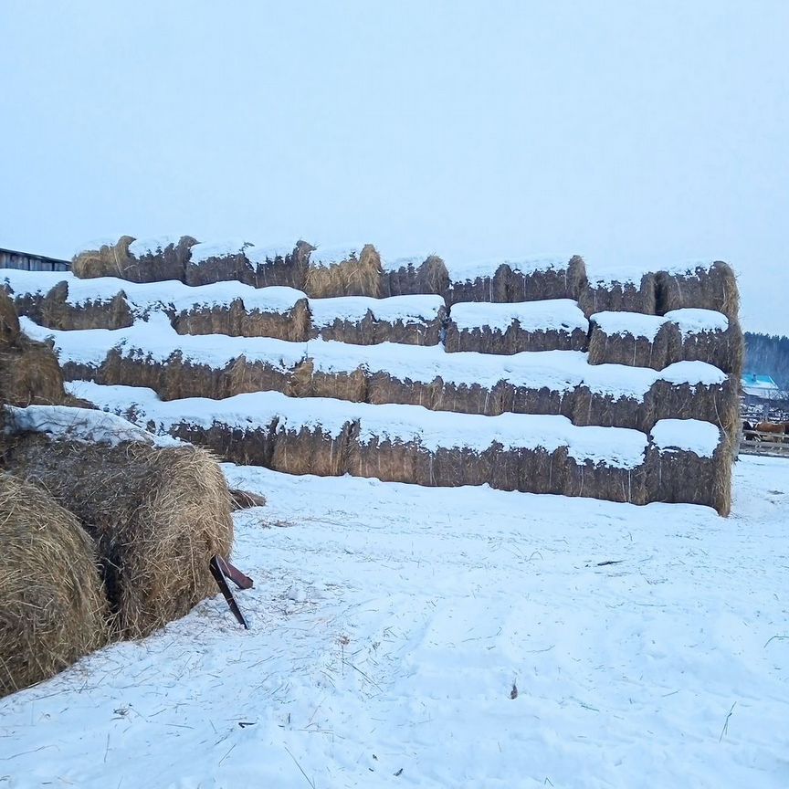 Сено в тюках