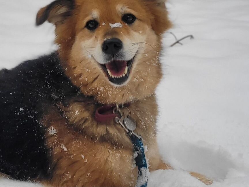 Собака Герда в добрые руки