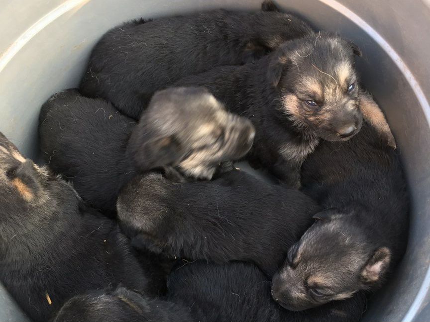 Щенки немецкой овчарки