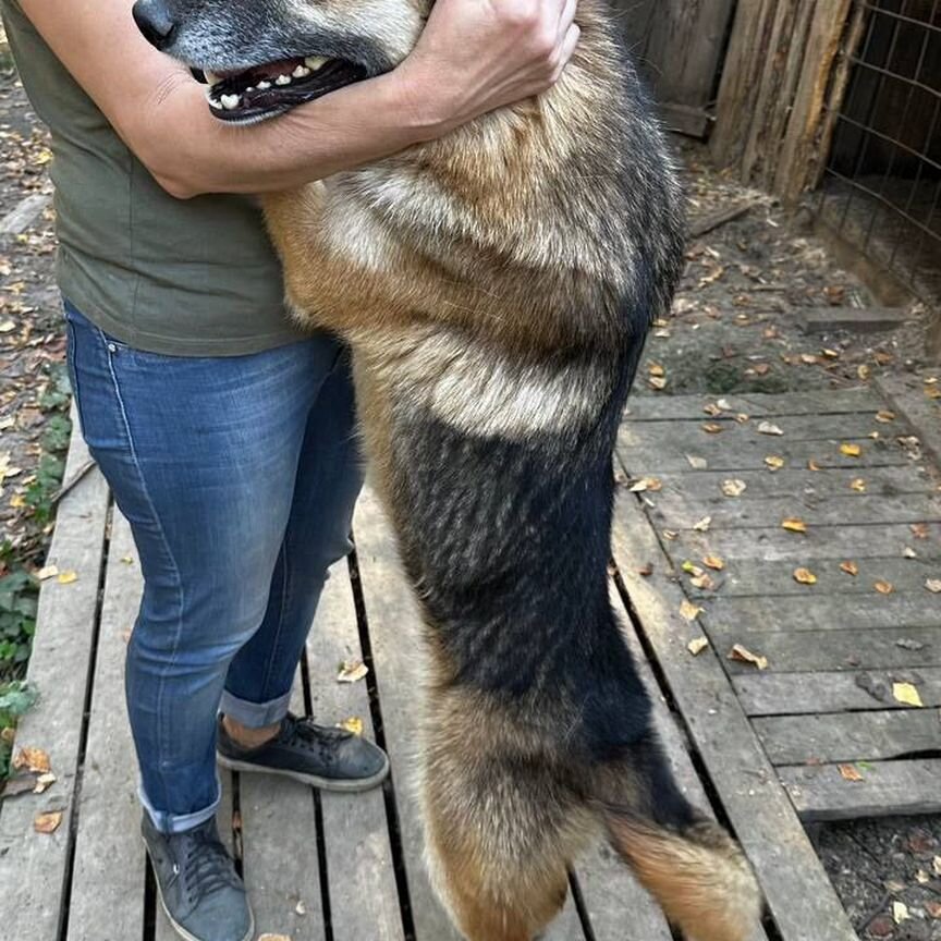 Классная собака