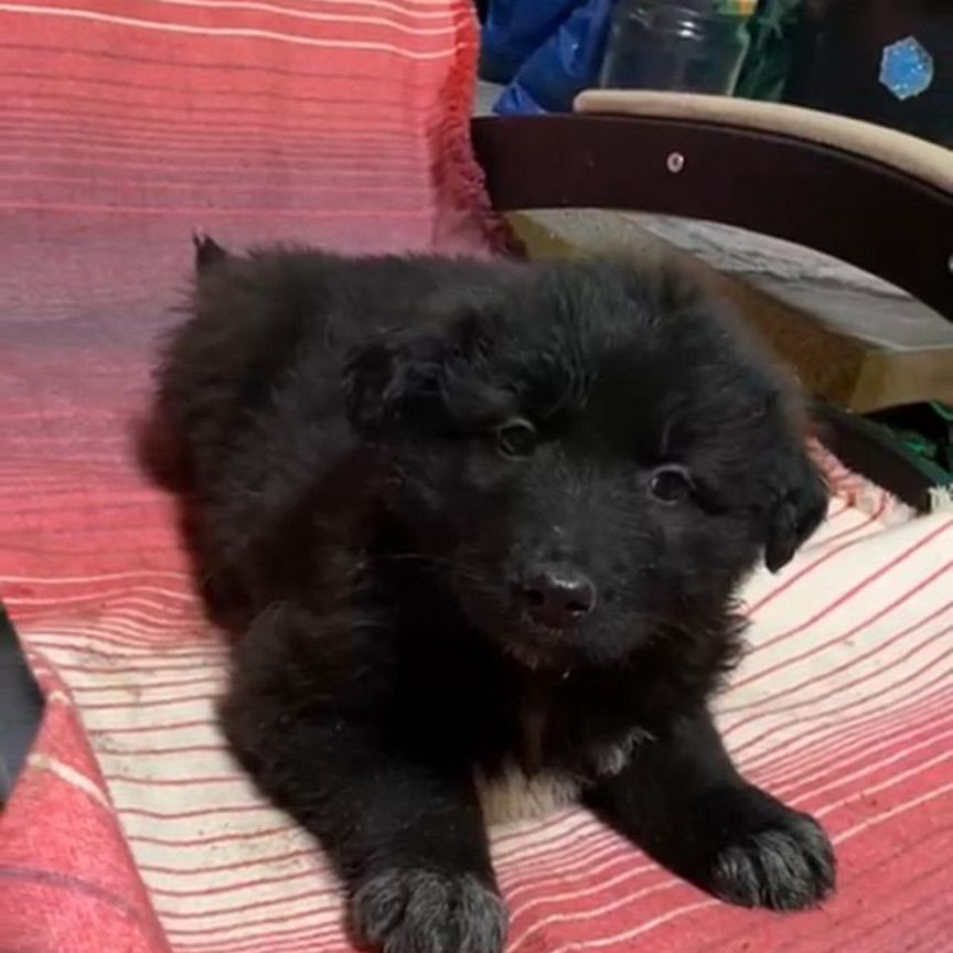 Щенки немецкой овчарки метис