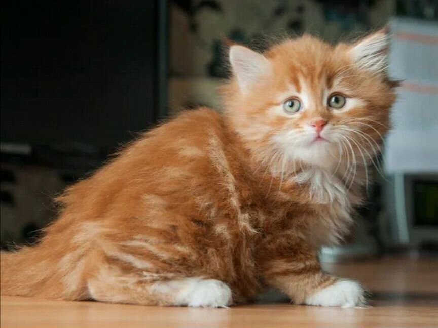 Сибирские котята мальчики