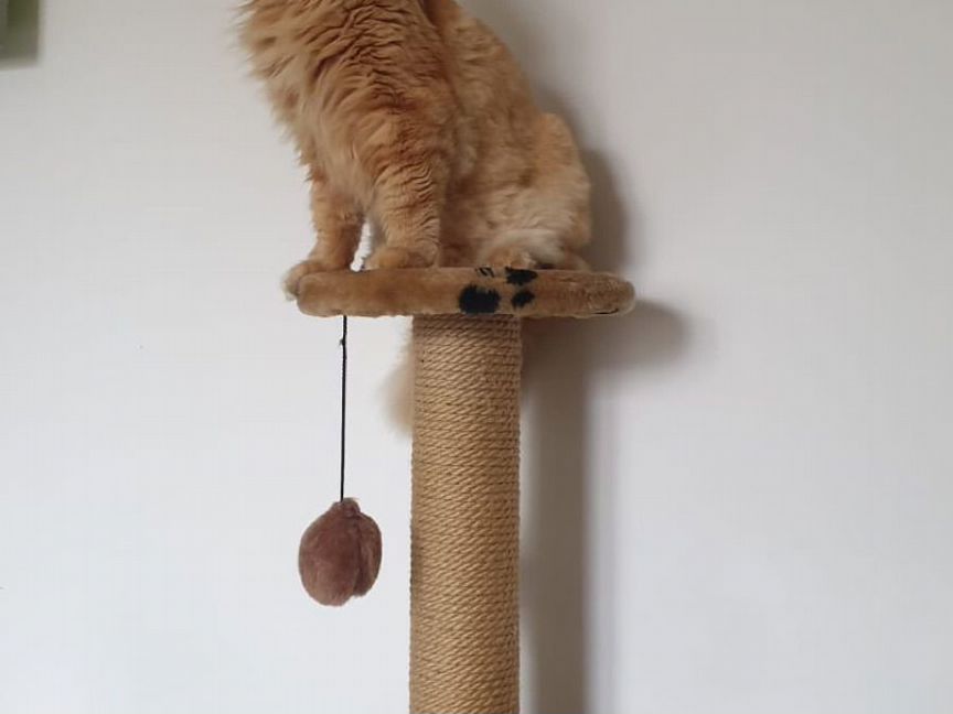 Кот в хорошие руки