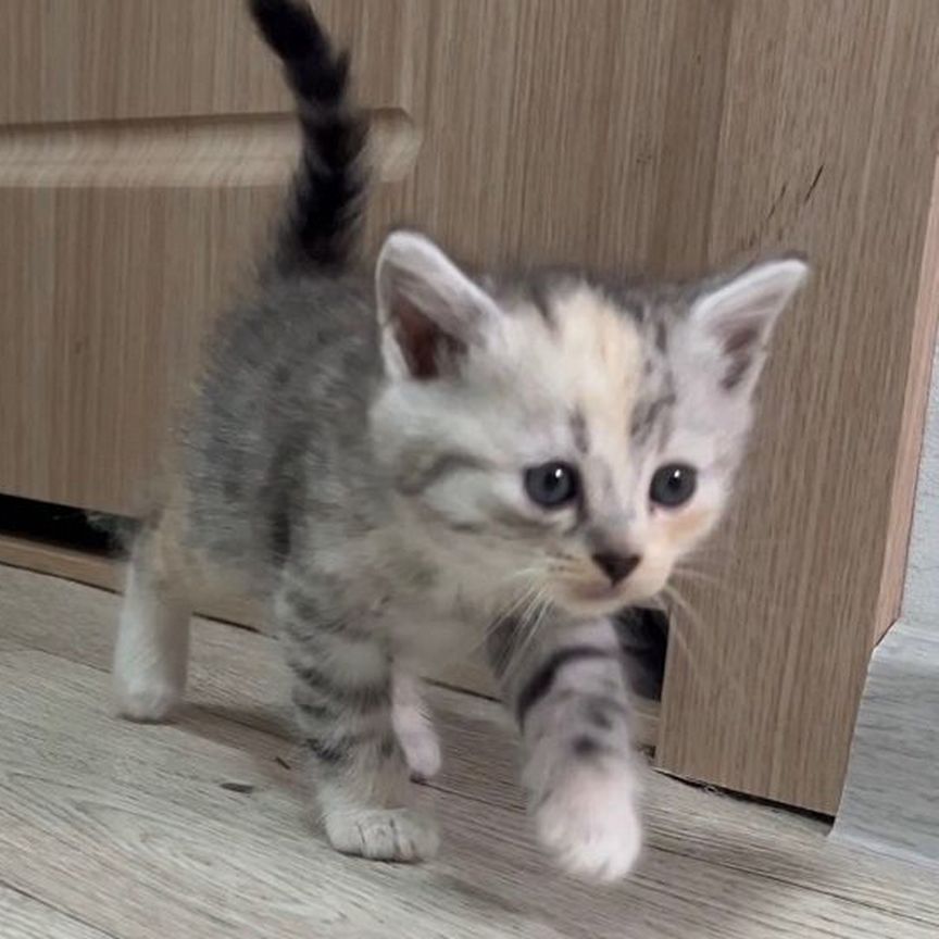 Котёнок в добрые руки