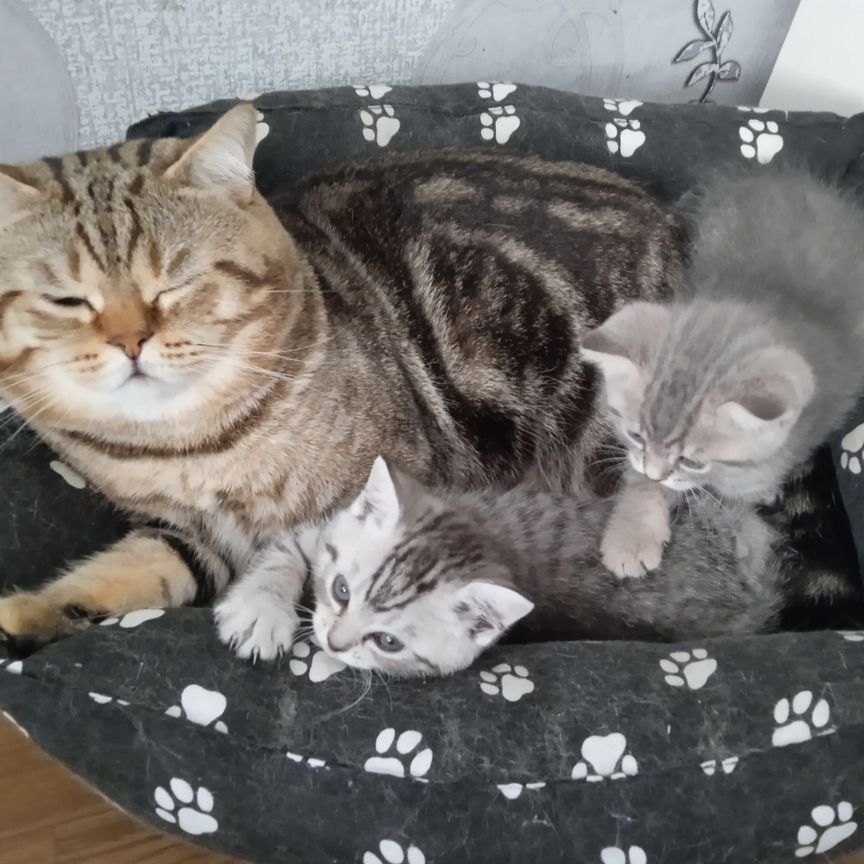 Шотландские котята
