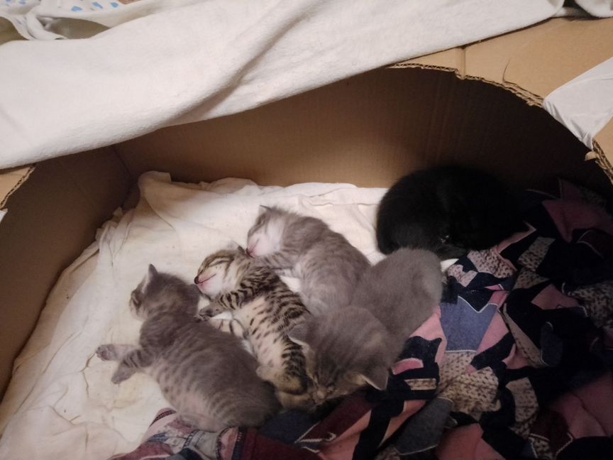 Американский бобтейл