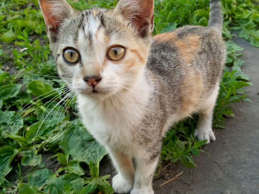 Котята в добрые руки с бесплатной доставкой