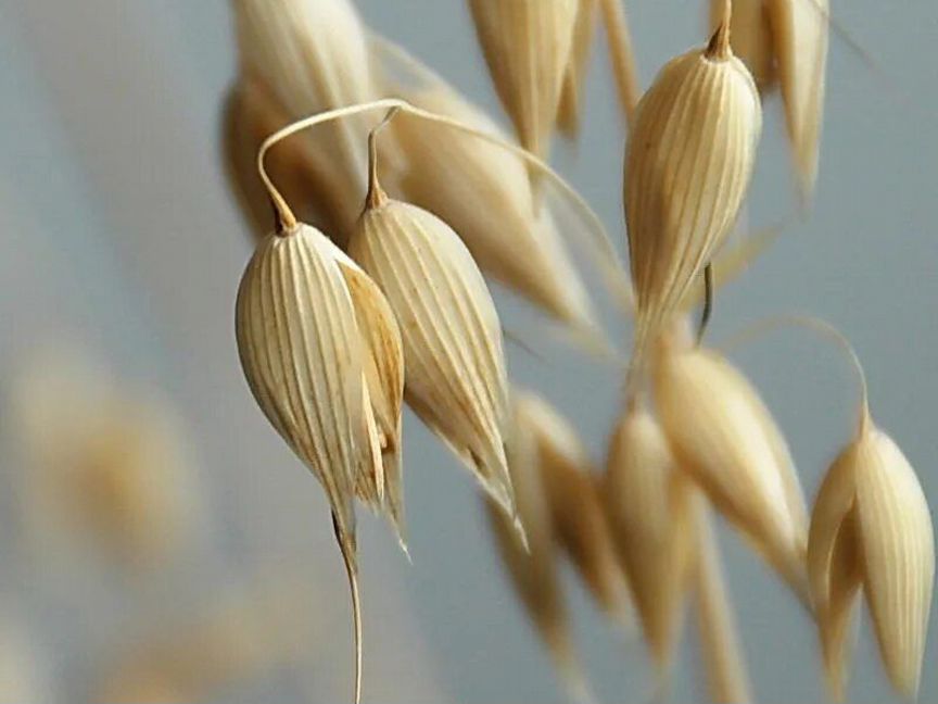 Овес ячмень