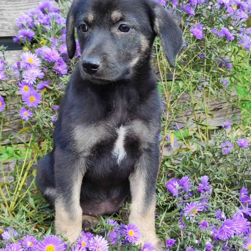 Полукровки щенки